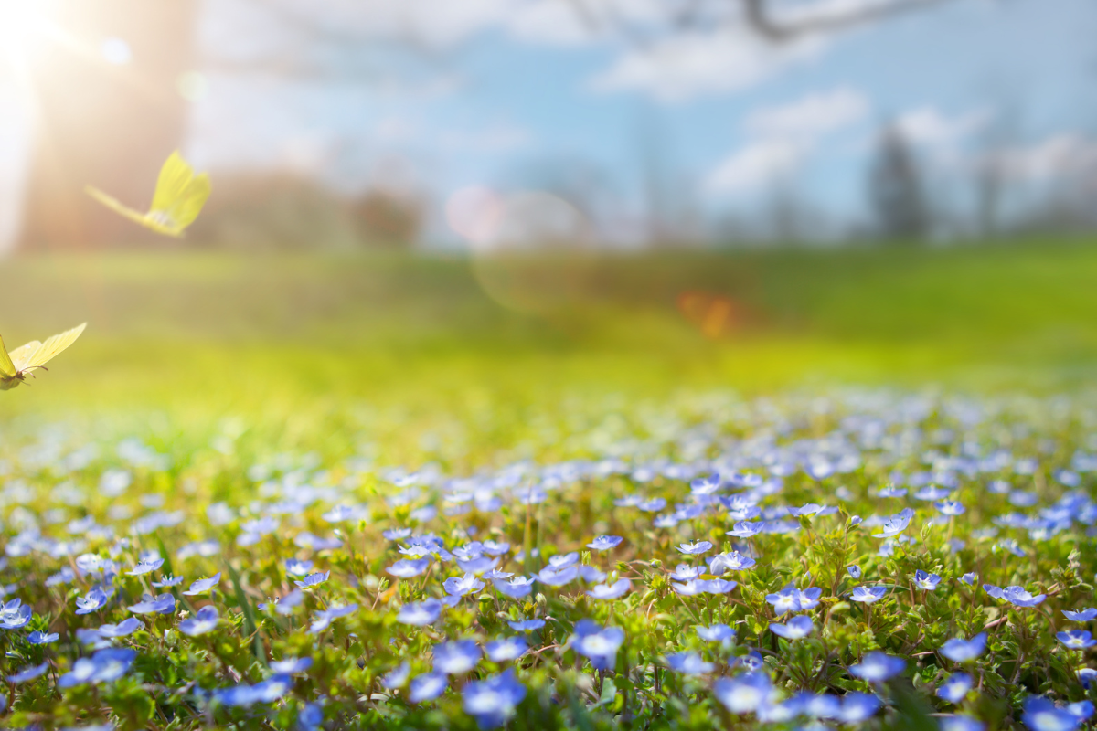 Commercial HVAC System - Optimizing For Spring - Springbank